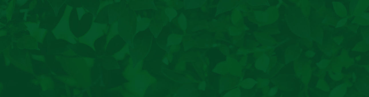 OUR TEAM - Tree Tops School